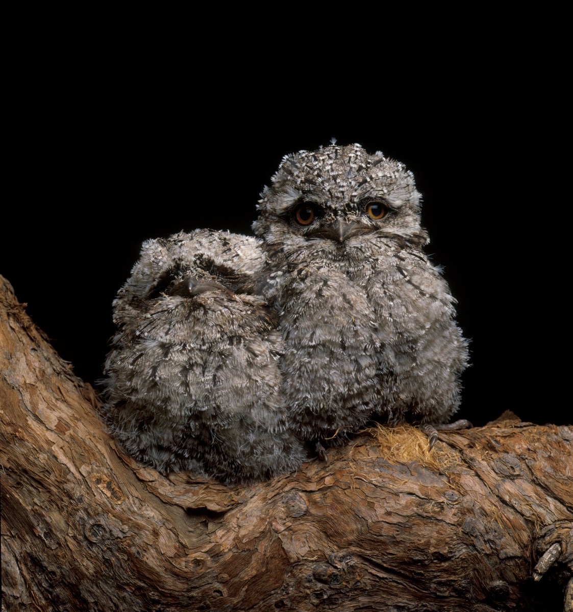 Birds of the lost arcs – Queensland Museum Blog