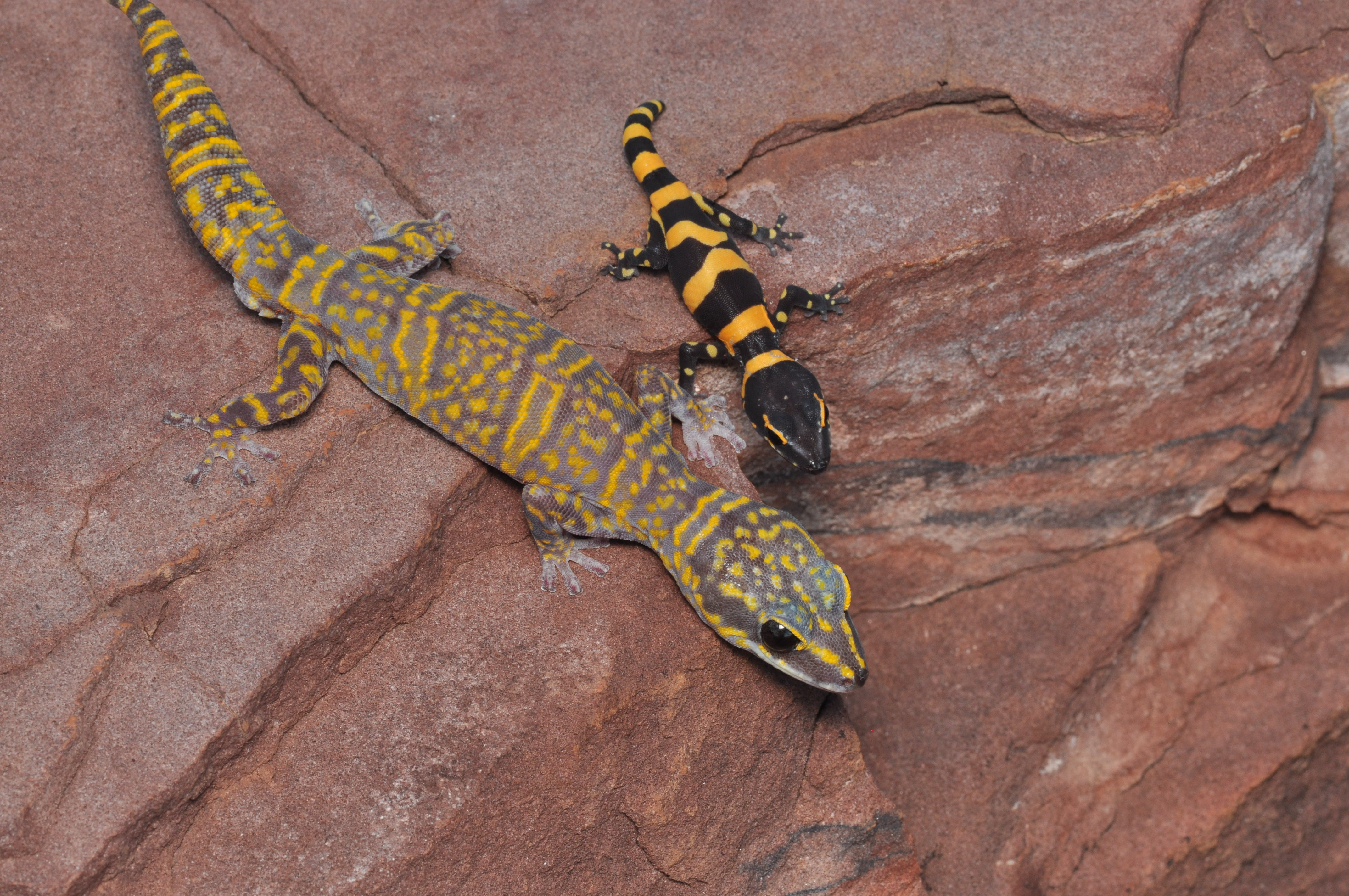 New species: velvet gecko discovered on one of Australia’s northern ...