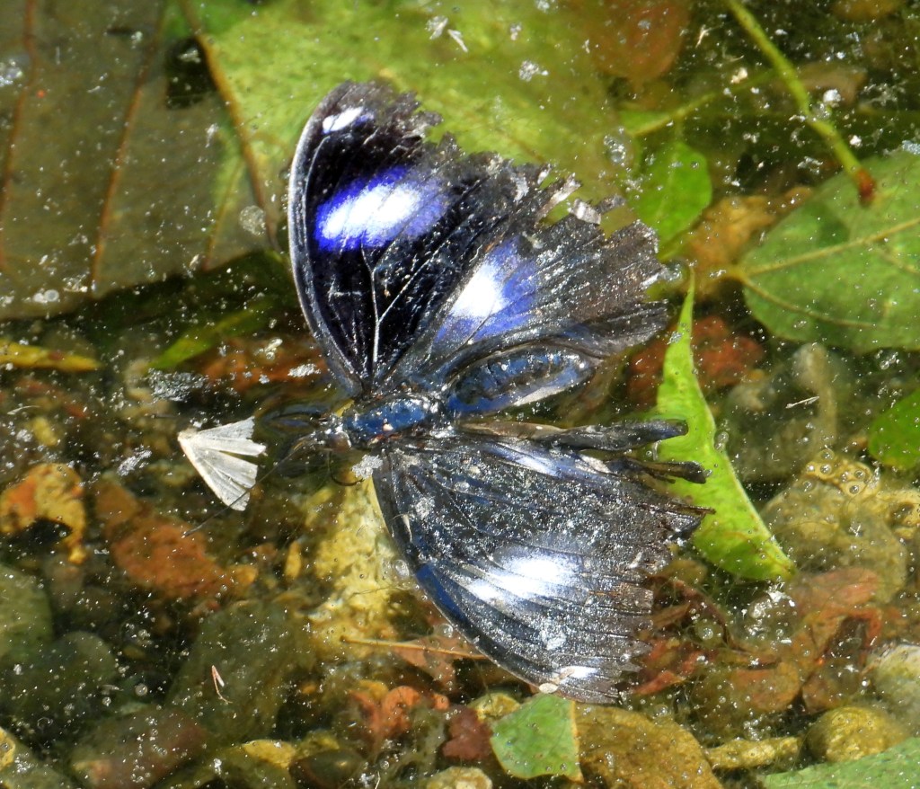 What happens to all the butterflies in winter? – Queensland Museum Blog