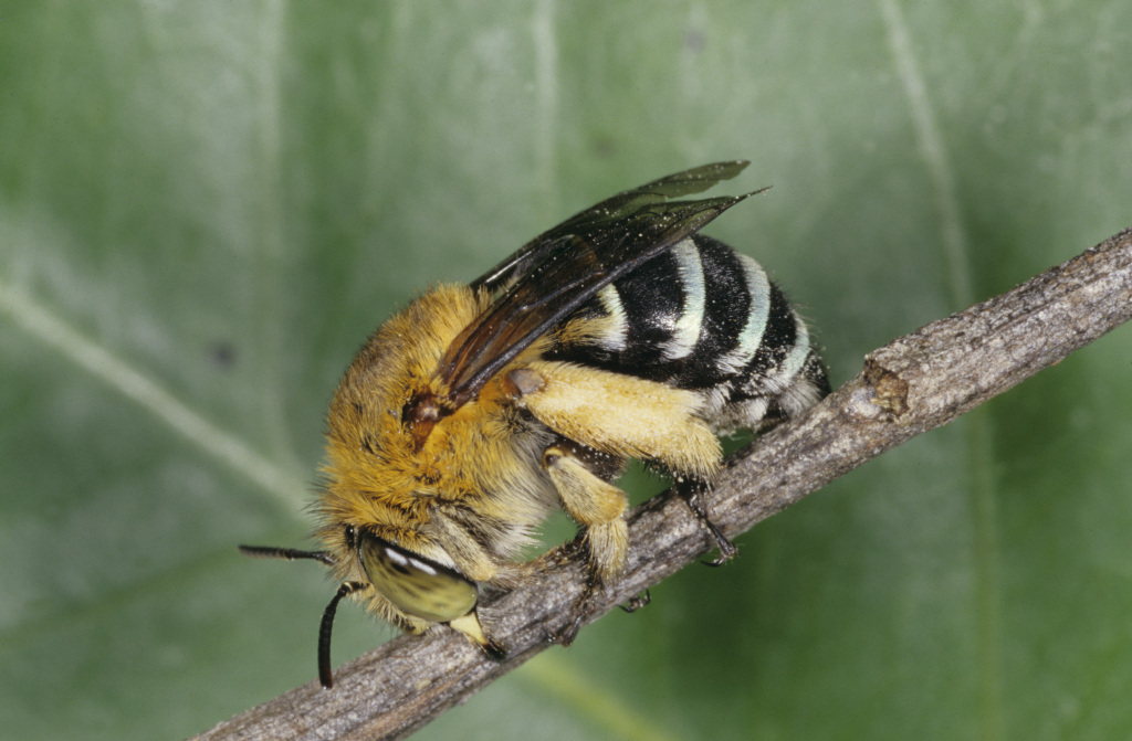 Our native Blue-banded Bees – Queensland Museum Blog