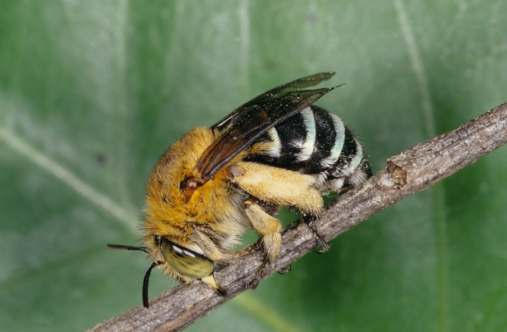 Our native Blue-banded Bees – Queensland Museum Blog