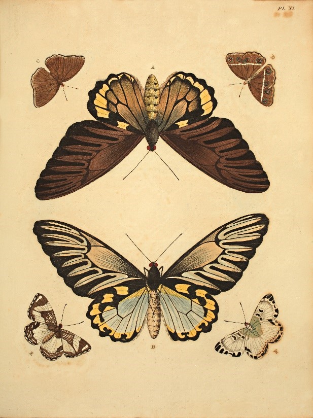 The oldest Lepidoptera book in the Queensland Museum Library ...