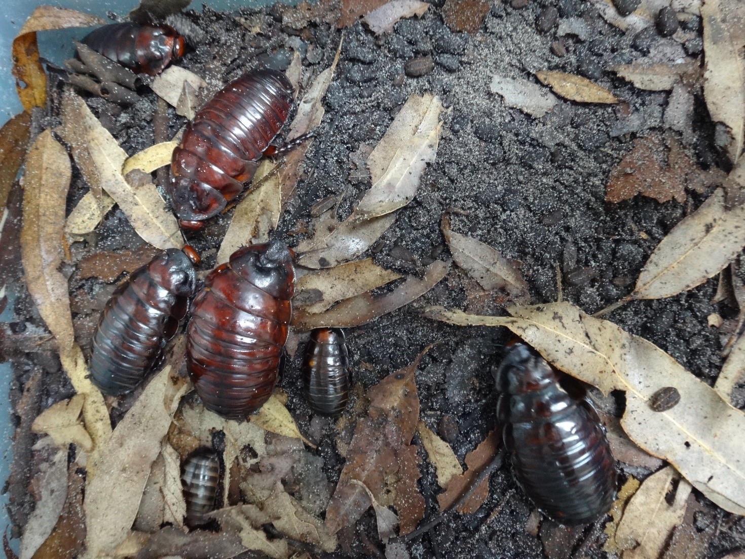 Where have all the museum insects gone? – Queensland Museum Blog