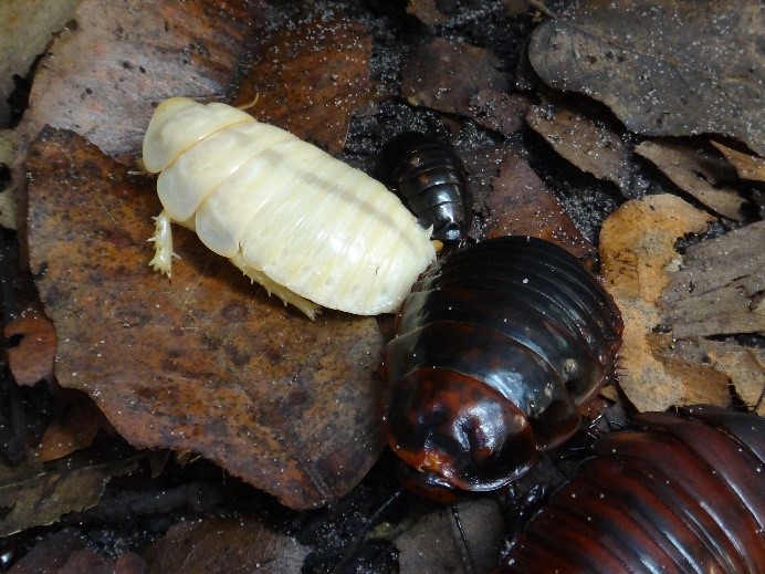 Where have all the museum insects gone? – Queensland Museum Blog