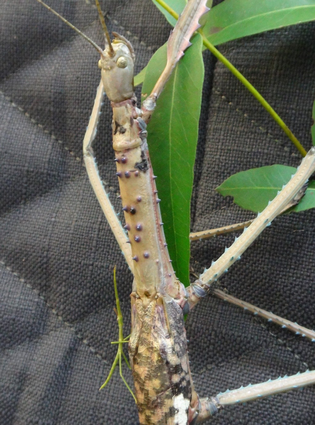 Where have all the museum insects gone? – Queensland Museum Blog