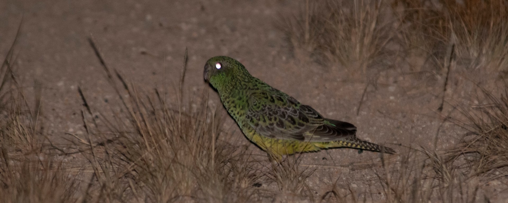 Mysterious Night Parrots may not see in the dead of night – Queensland ...