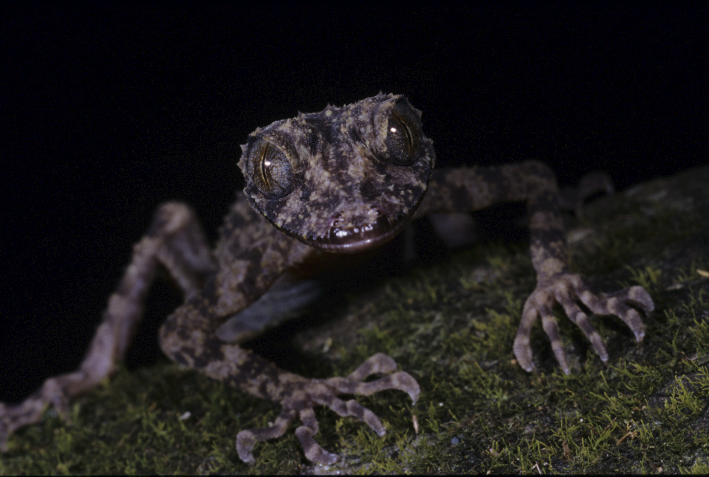 New Research: Reptiles on the brink – Queensland Museum Blog