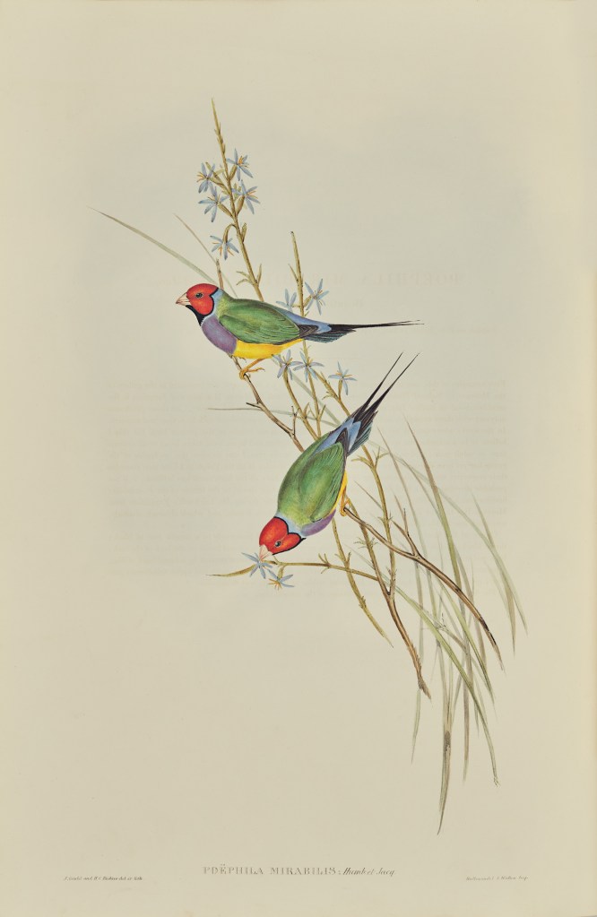 John Gould’s The Birds of Australia – Queensland Museum Blog