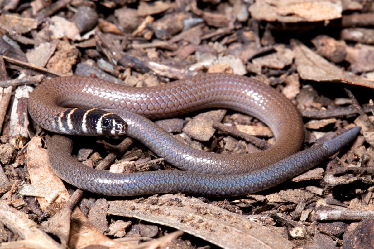Do you DIG legless lizards? – Queensland Museum Blog