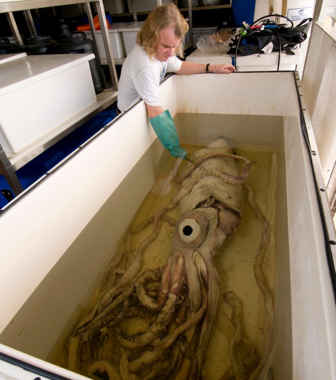 Colossal Squid Tentacles