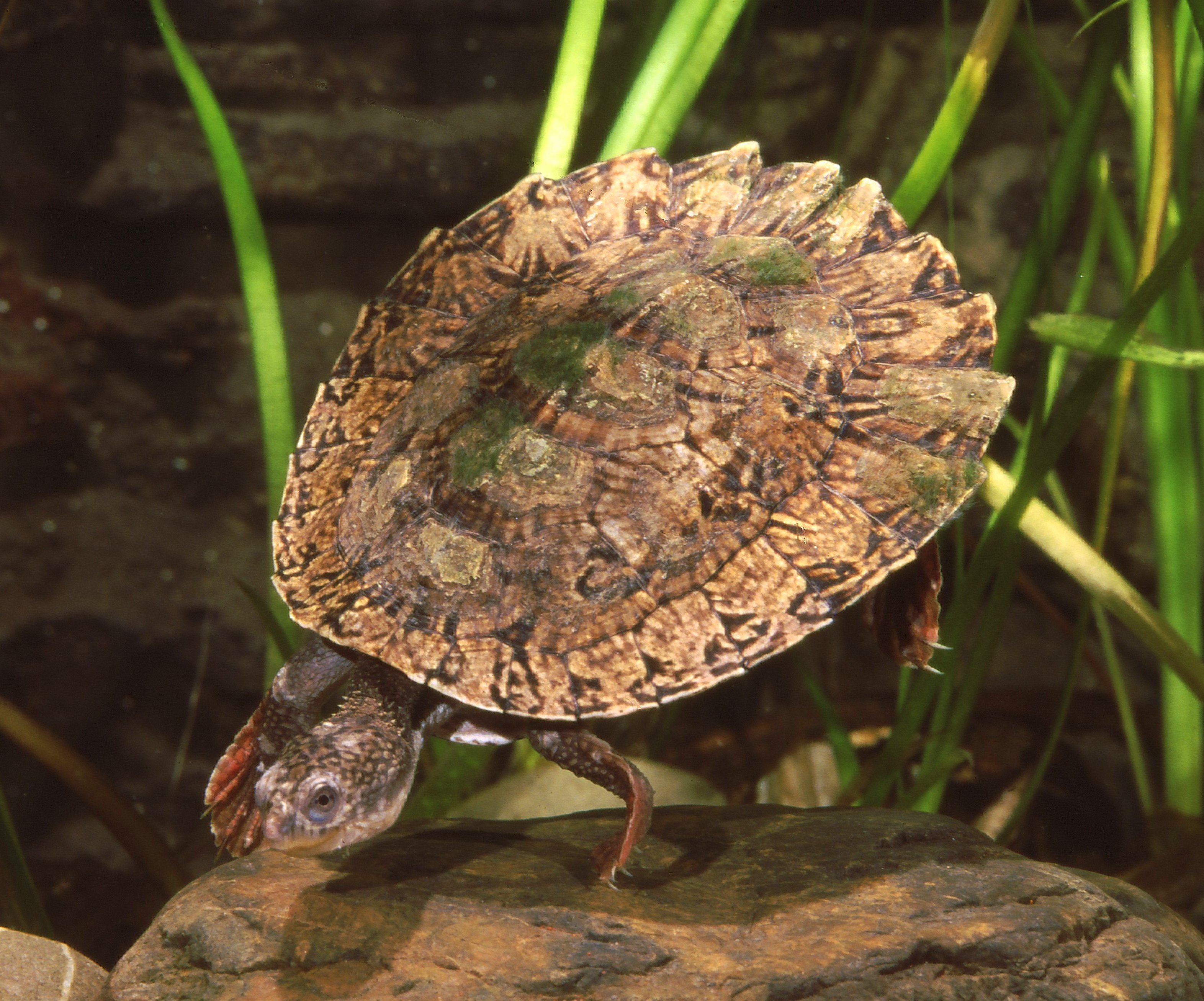 Oh Snap! A new turtle has been described – Queensland Museum Blog