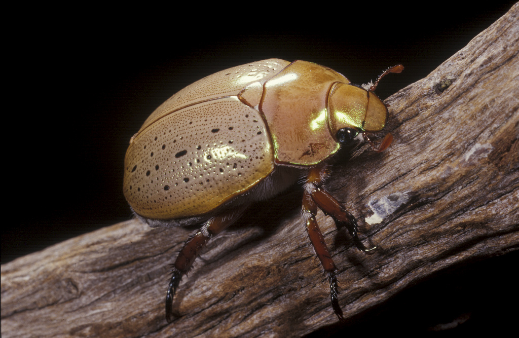 It’s Christmas Beetle time – Queensland Museum Blog