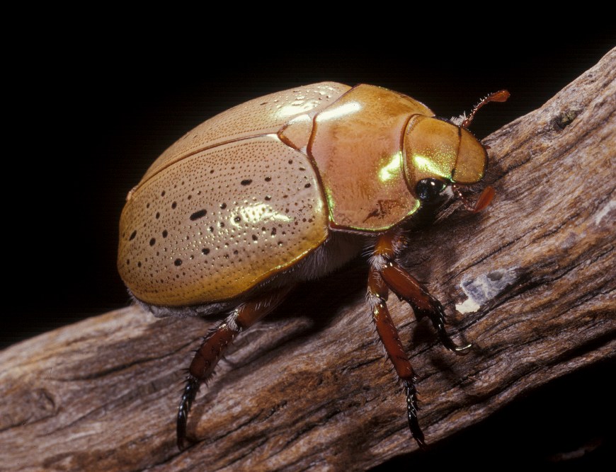 Insects & Spiders – Queensland Museum Blog