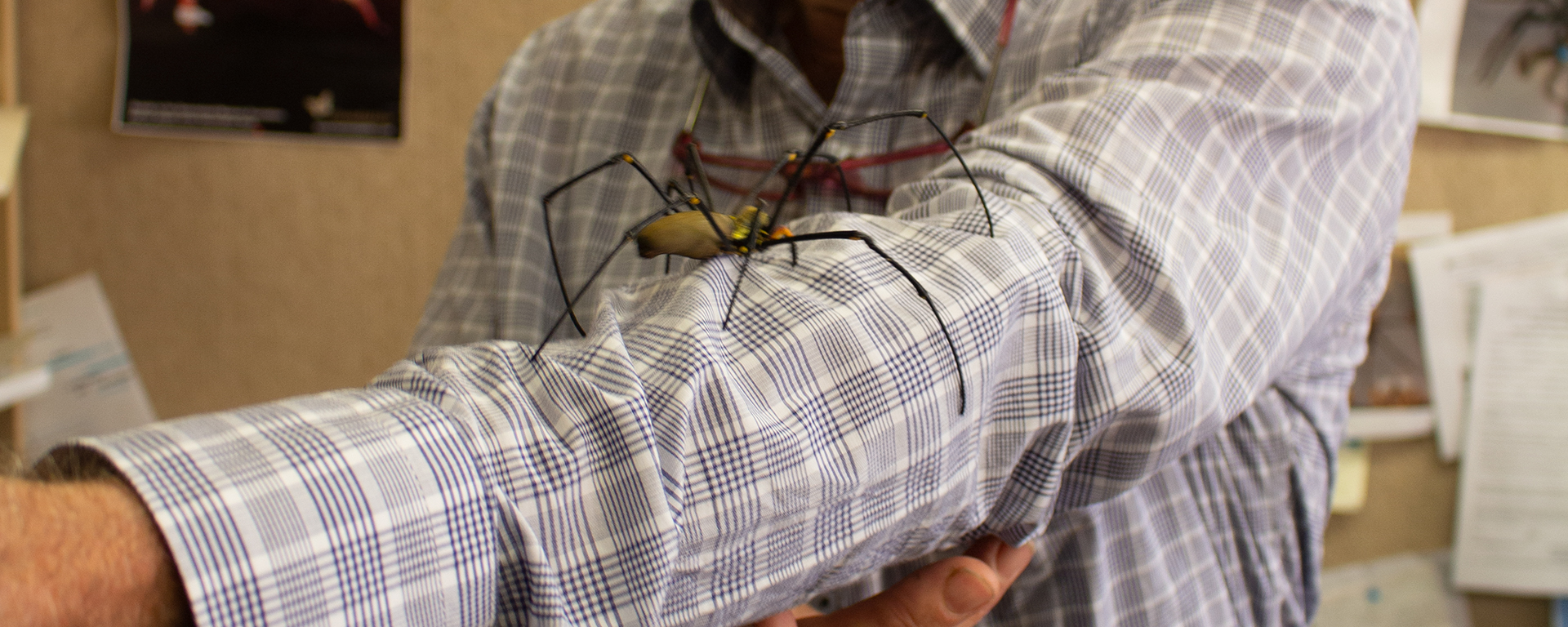 How to save a spider – Queensland Museum Blog