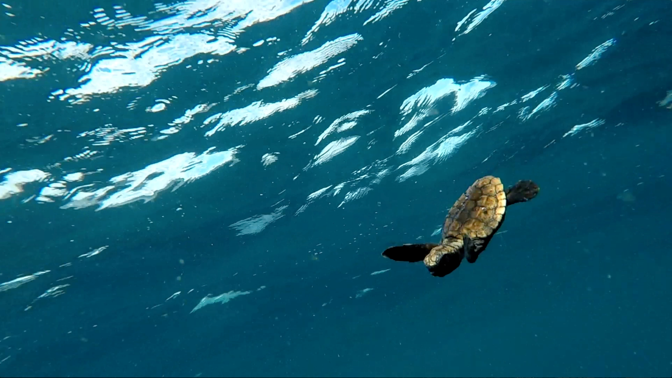 The role of a museum curator – Queensland Museum Blog