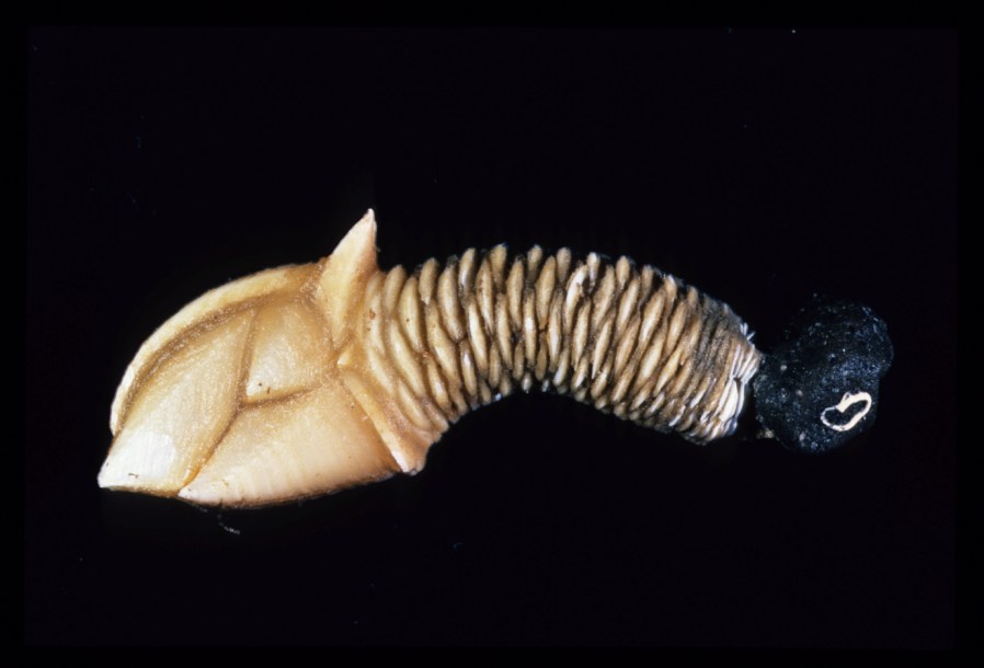 Creepy crab parasites: rhizocephalan barnacles – Queensland Museum Blog
