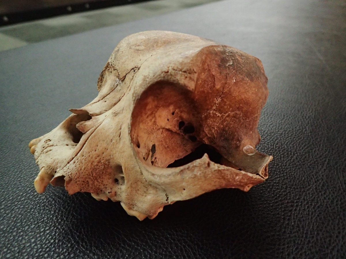 Mystery Object: What kind of skull am I? – Queensland Museum Blog