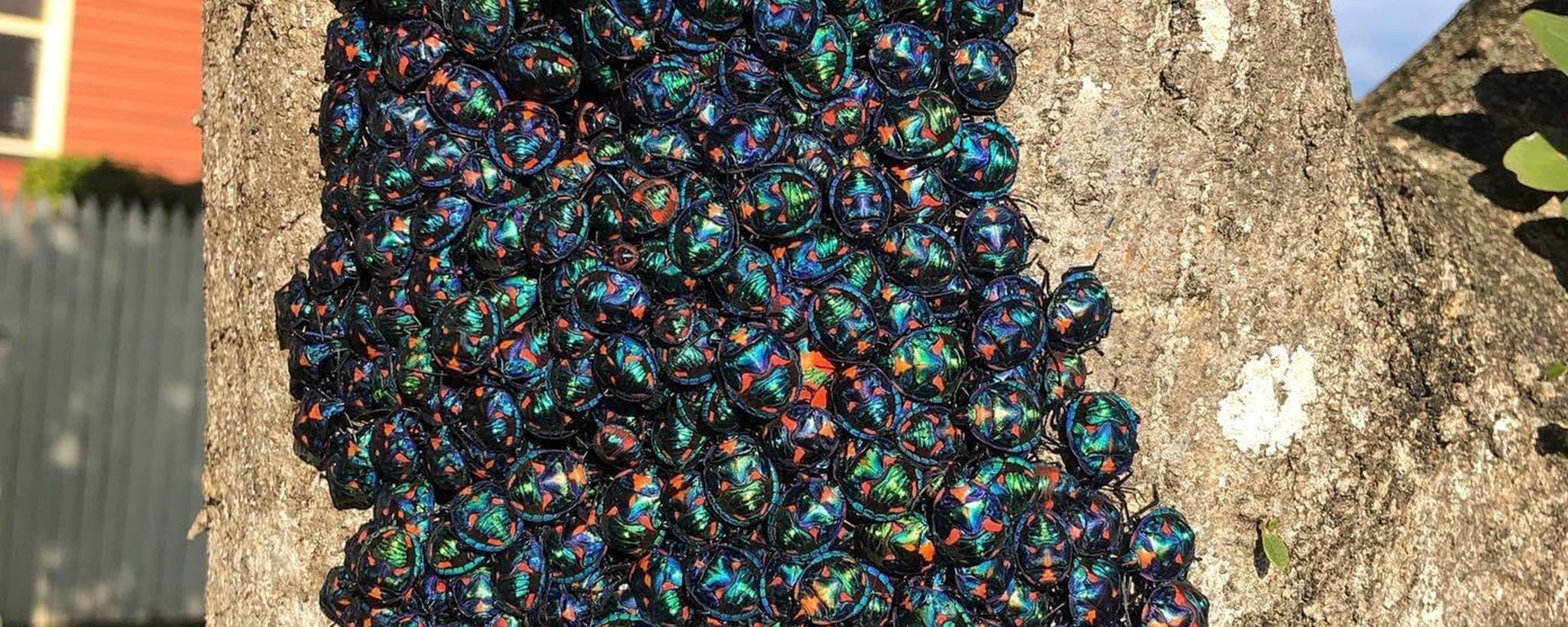 These true bugs are a treasure – Queensland Museum Blog