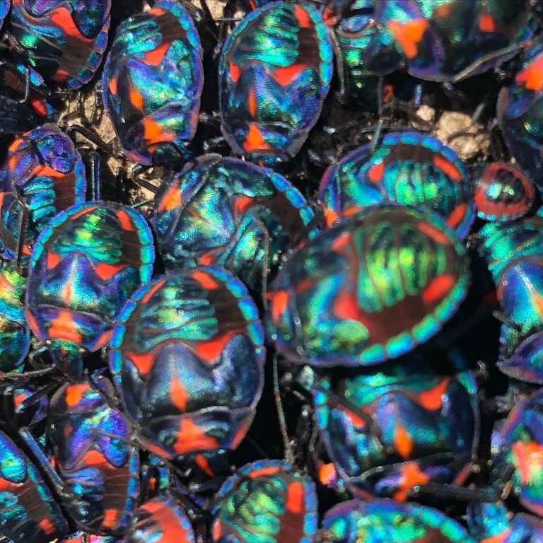 These true bugs are a treasure – Queensland Museum Blog