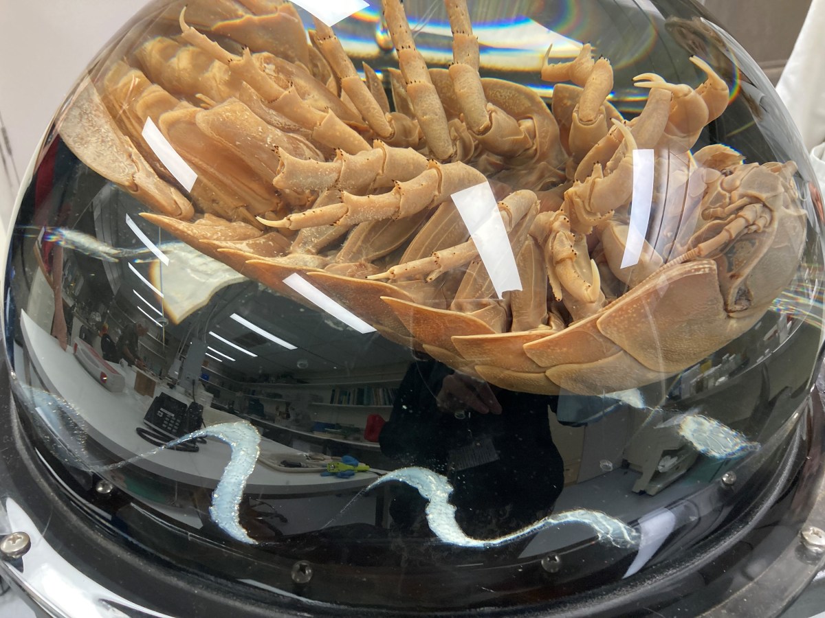 Mystery Object: A life-size giant of the ocean? – Queensland Museum Blog