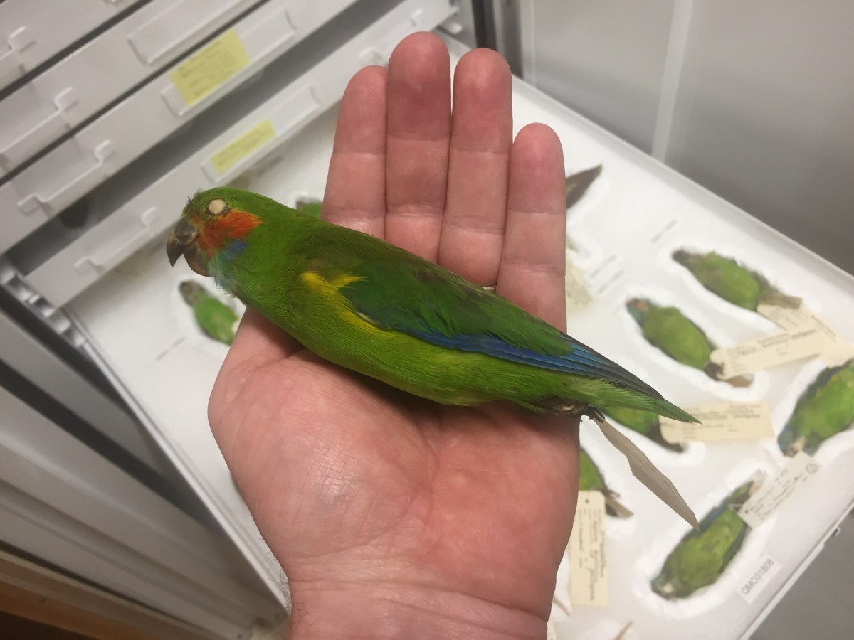 New stories from old specimens: understanding the history of one of ...