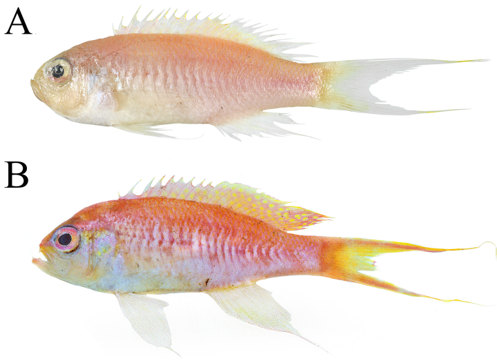 New species of fish found in Australian waters – Queensland Museum Blog