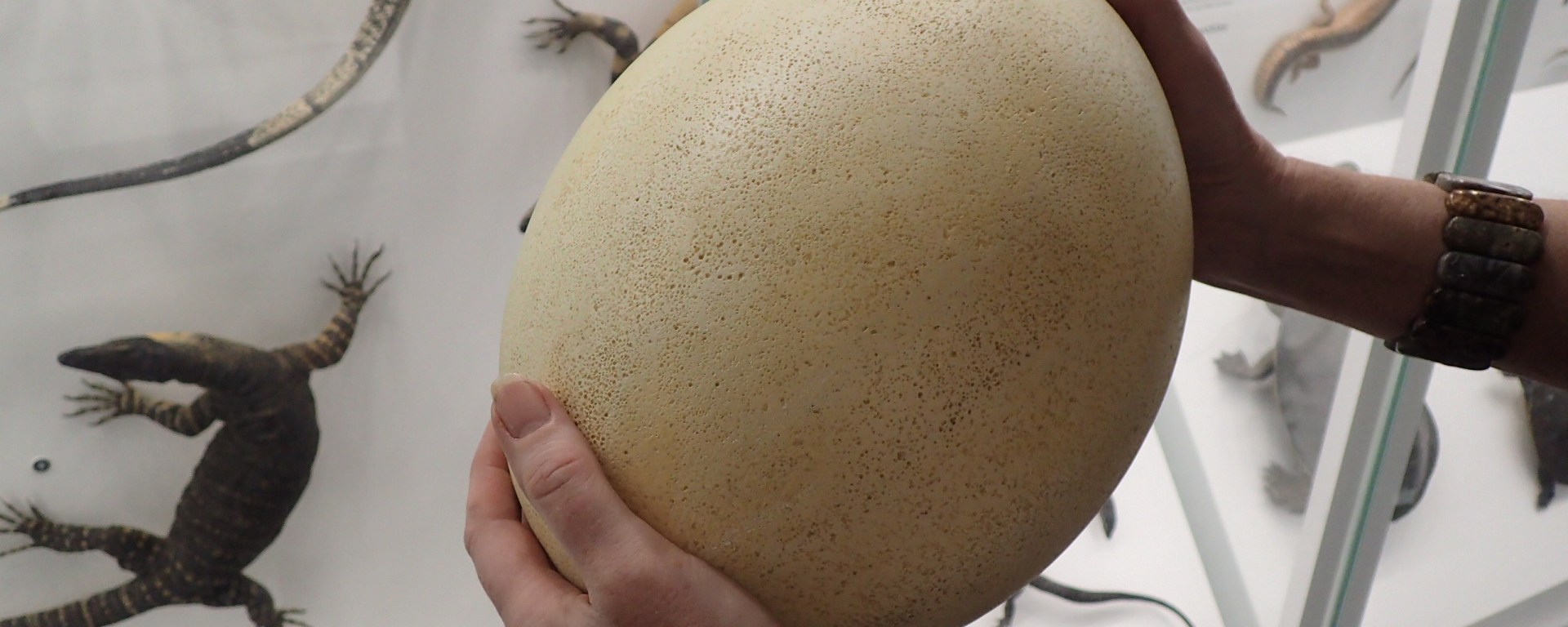 Mystery Object: What animal laid this enormous egg? – Queensland Museum ...