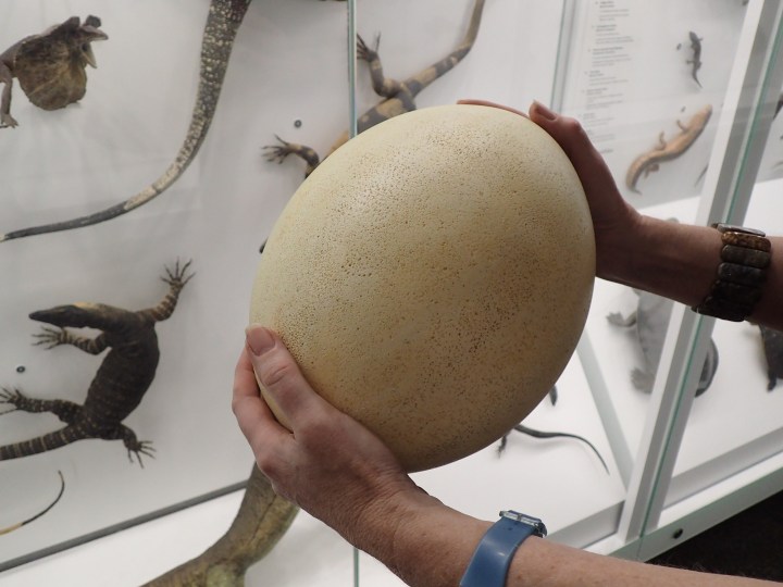 Mystery Object: What animal laid this enormous egg? – Queensland Museum ...