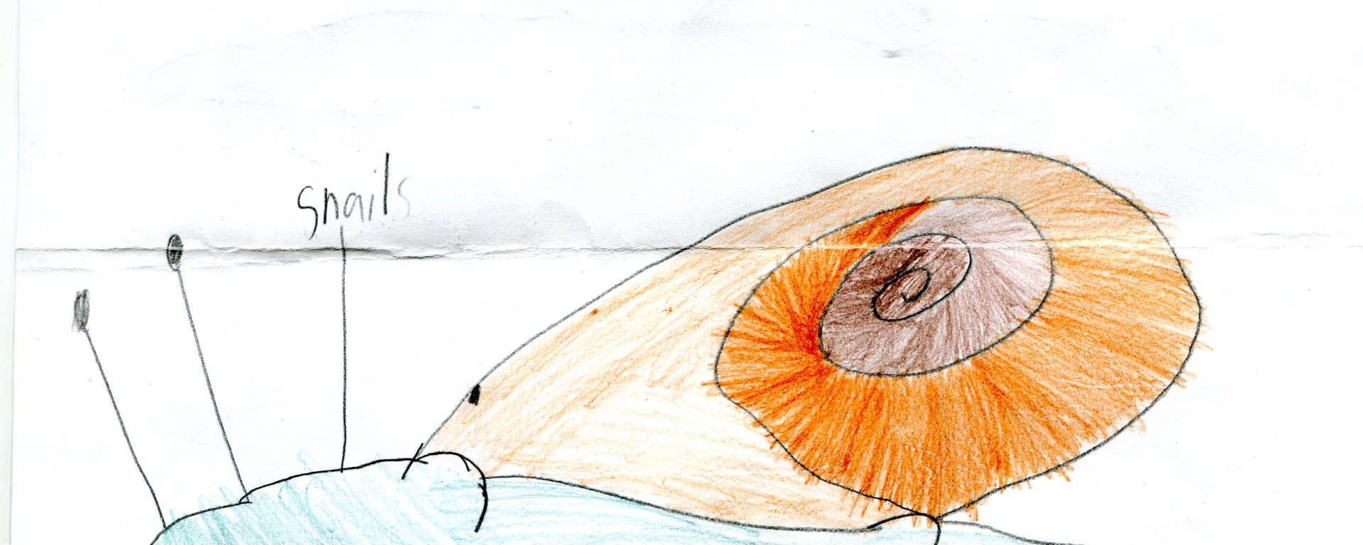 Telling the snail story – Queensland Museum Blog