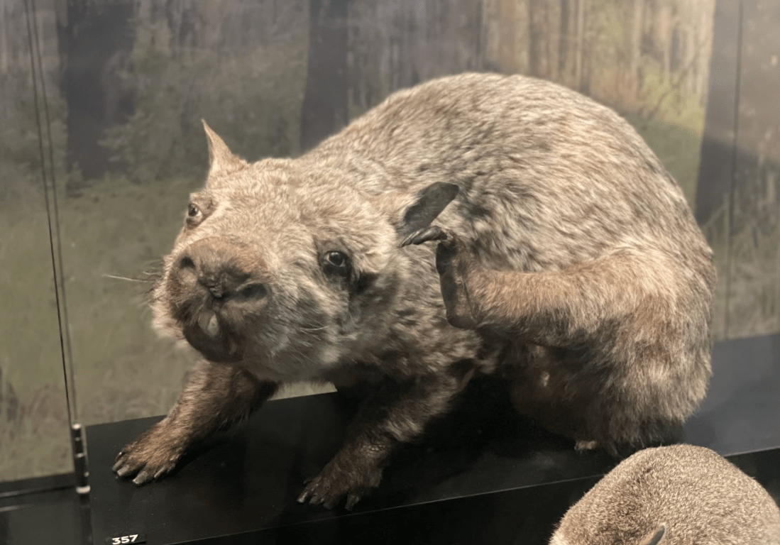 5 interesting Queensland animals to see at Wild State at Queensland ...