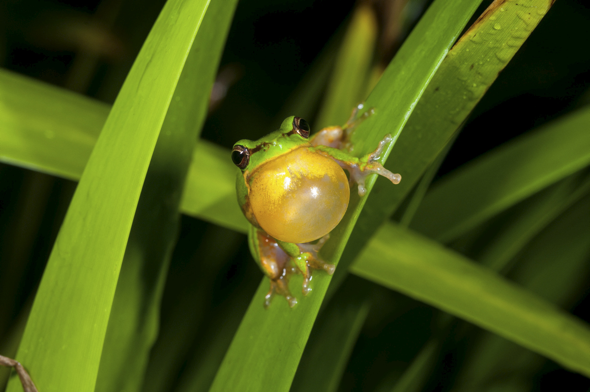 Tips for finding frogs around your home | World Frog Day – Queensland ...