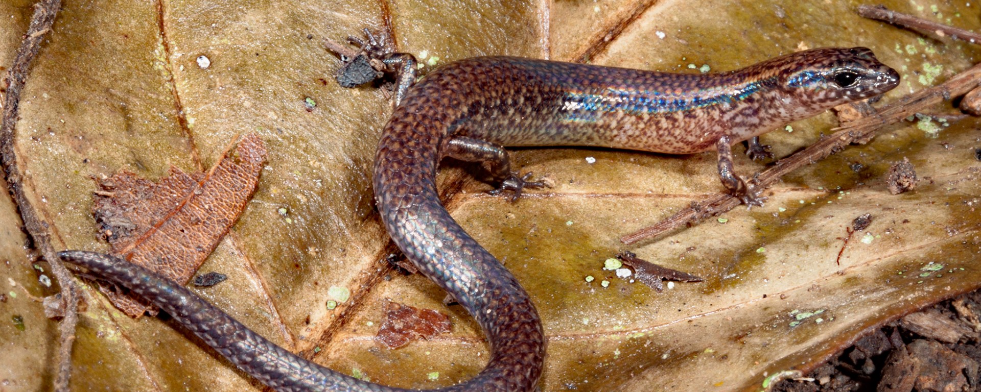 A new lizard genus from the mountains of North Queensland – Queensland ...