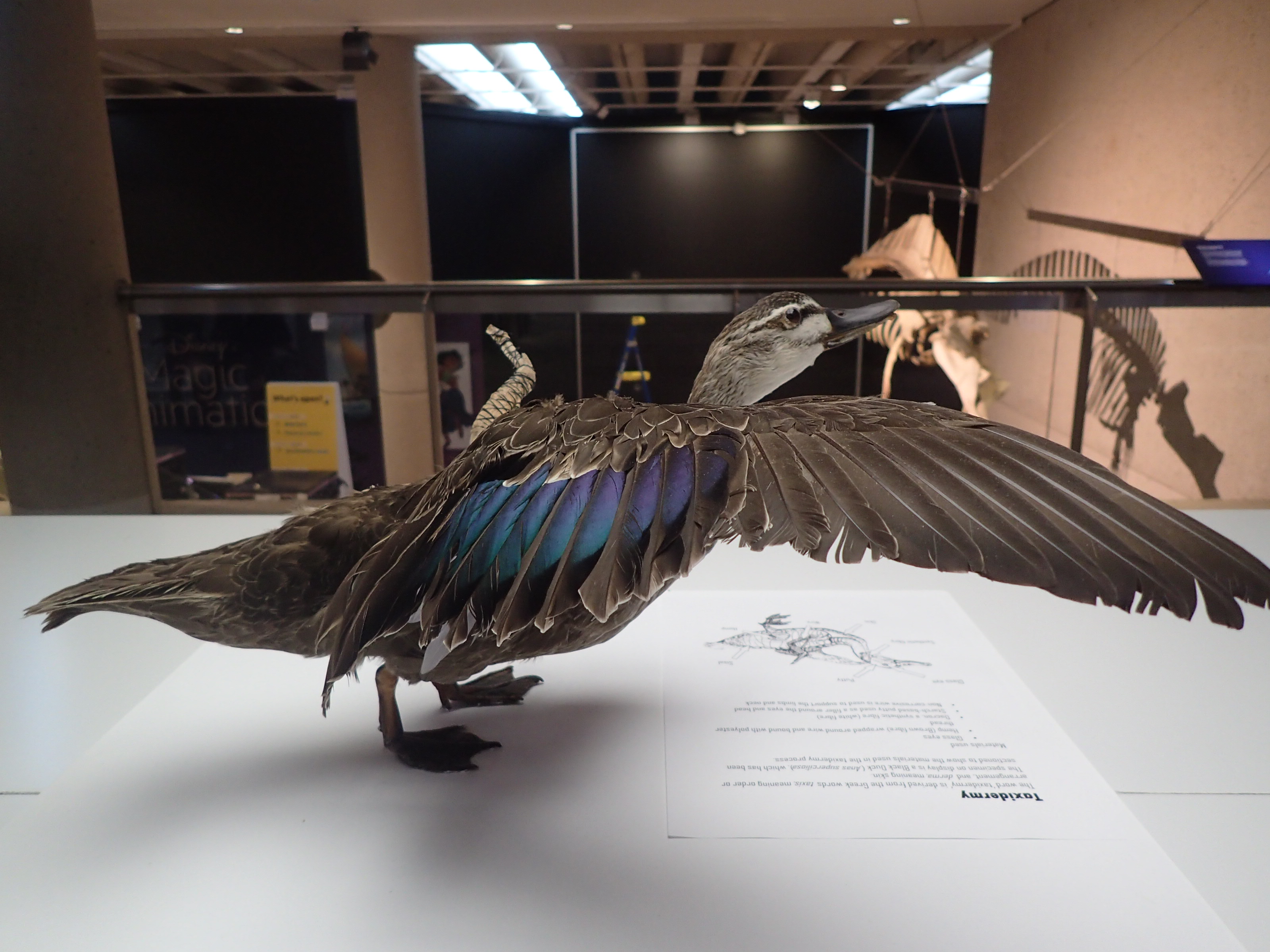 Discovery Centre – Queensland Museum Blog