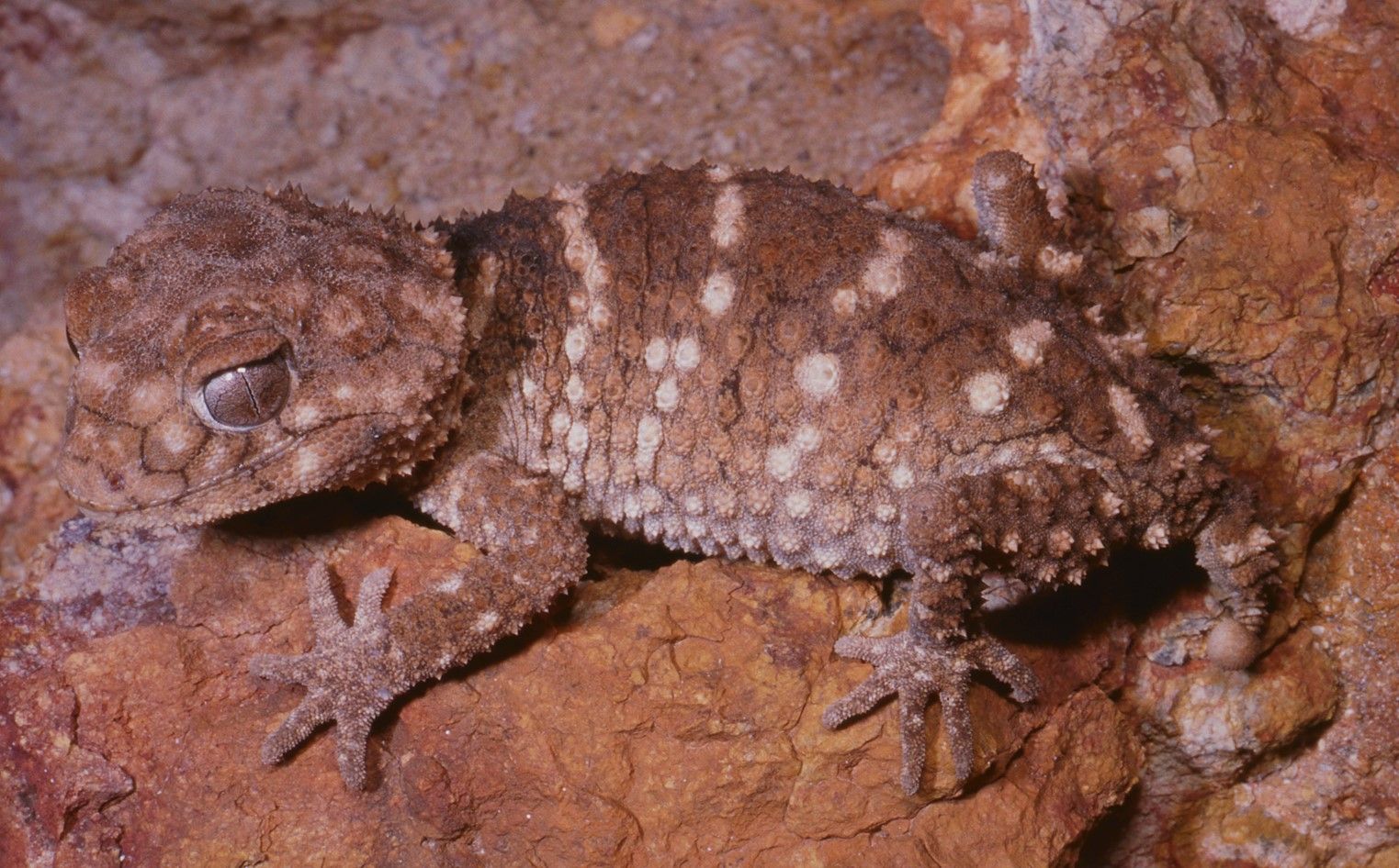 Understanding the diversity of some of Queensland’s oddest lizards ...