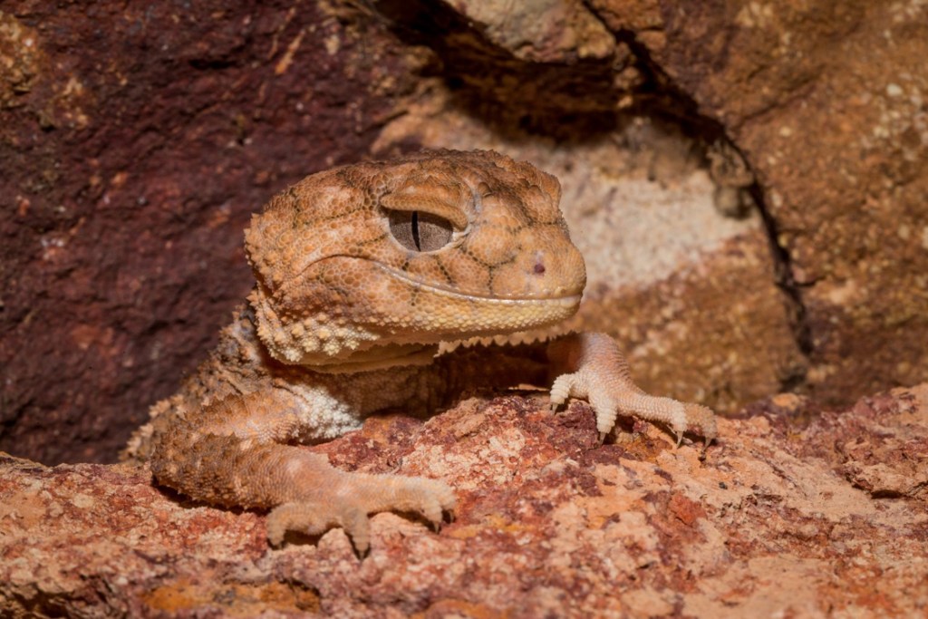 Understanding the diversity of some of Queensland’s oddest lizards ...