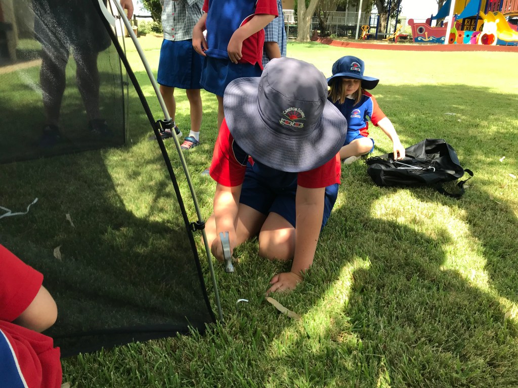 Insect Investigators – Queensland Museum Blog