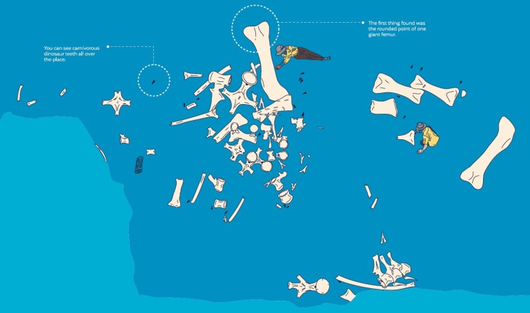 Know your dinosaur bones – Queensland Museum Blog