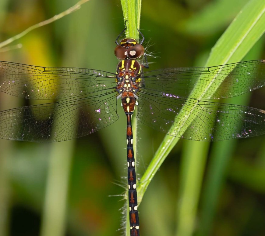 Insects & Spiders – Queensland Museum Blog