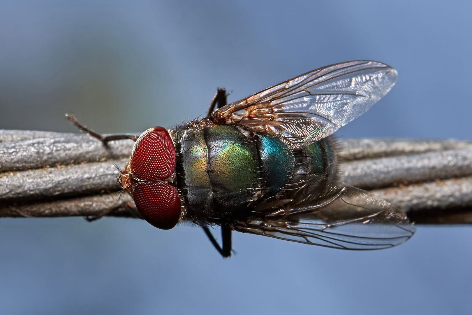 Ready for their close up: behind the scenes of macro insect photography ...