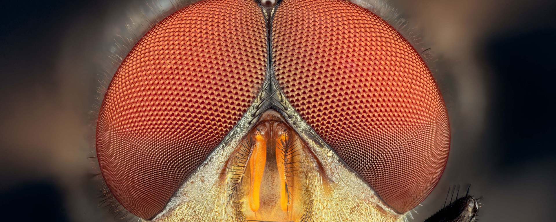 Ready for their close up: behind the scenes of macro insect photography ...