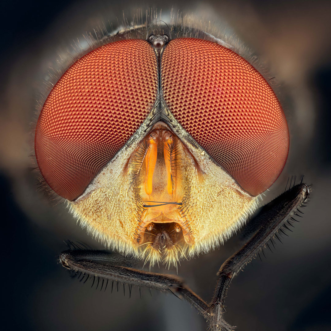 Ready for their close up: behind the scenes of macro insect photography ...