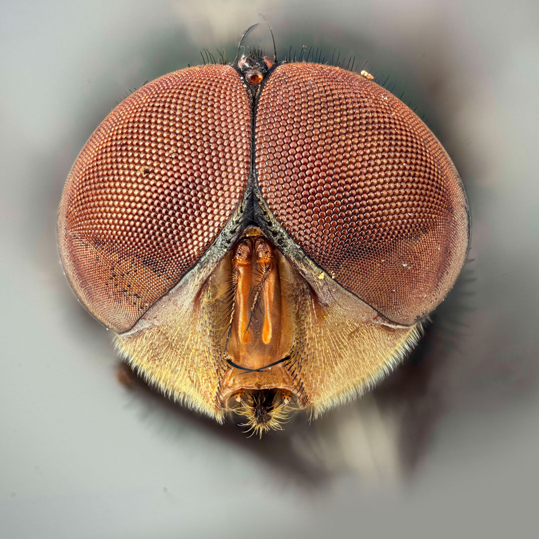 Ready for their close up: behind the scenes of macro insect photography ...