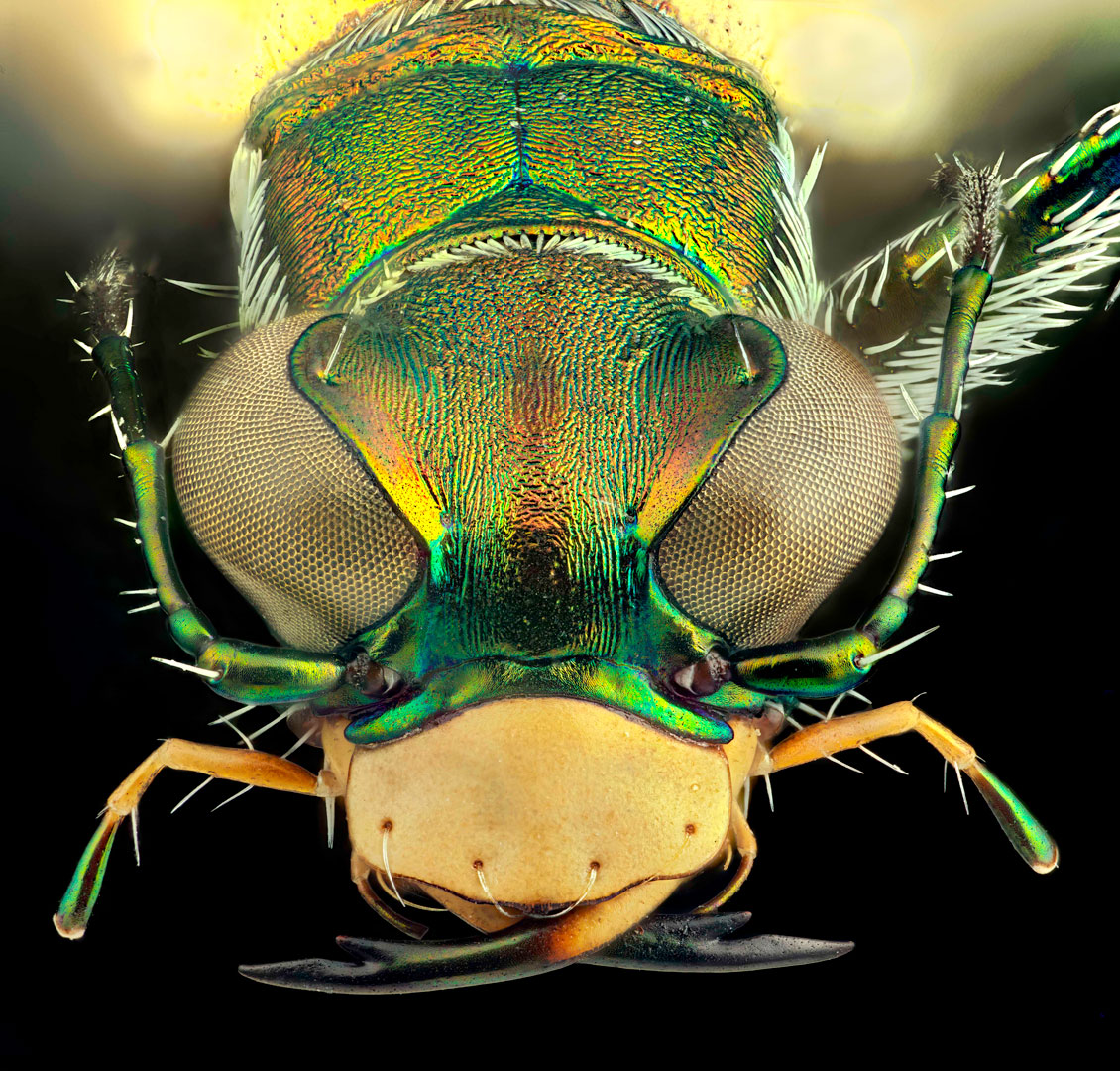 Ready for their close up: behind the scenes of macro insect photography ...