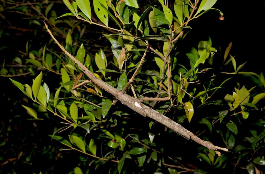 Meet the Giants: The Heaviest Insects in Queensland Museum’s Collection ...