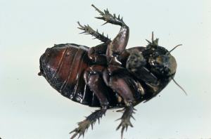 Meet the Giants: The Heaviest Insects in Queensland Museum’s Collection ...
