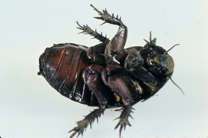 Meet the Giants: The Heaviest Insects in Queensland Museum’s Collection ...
