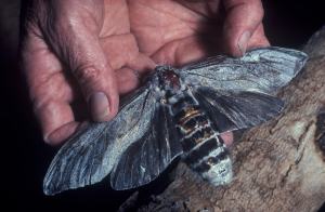Meet the Giants: The Heaviest Insects in Queensland Museum’s Collection ...
