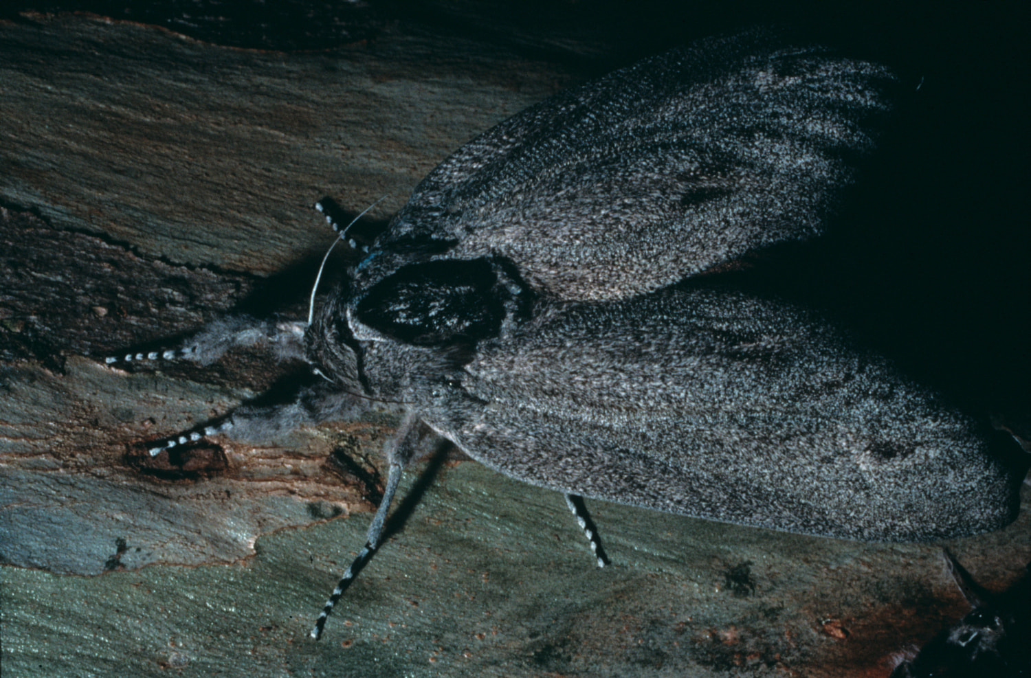 Meet the Giants: The Heaviest Insects in Queensland Museum’s Collection ...
