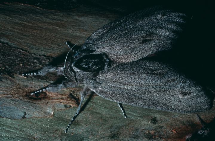 Meet the Giants: The Heaviest Insects in Queensland Museum’s Collection ...