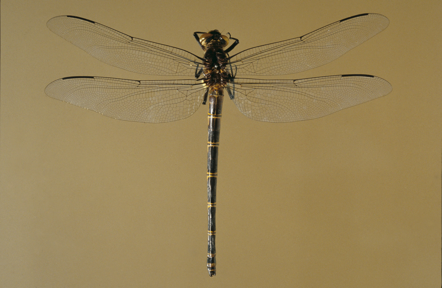 Meet the Giants: The Heaviest Insects in Queensland Museum’s Collection ...